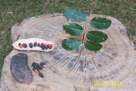 CHANFUTA (Pod Mahogany) – AFZELIA QUANZENSIS