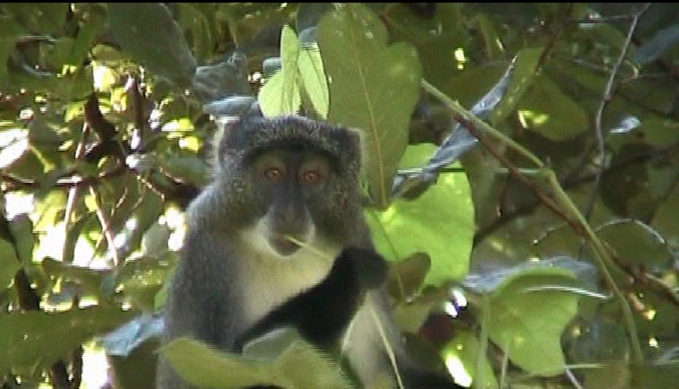 One of our endangered Samango monkeys